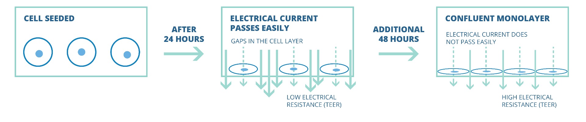World Precision Instruments | TEER Measurement